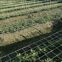 China PP UV Stabilized Trellis Netting 100x100mm Mesh 1.5m Width for Vertical Gardening Plant Support for sale