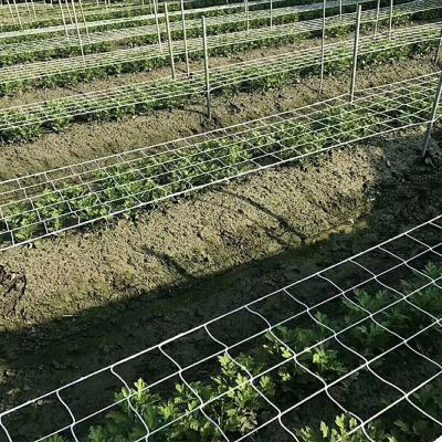 China PP UV Stabilized Trellis Netting 100x100mm Mesh 1.5m Width for Vertical Gardening Plant Support for sale