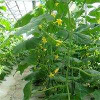 China PP UV Stabilized Trellis Netting 100x100mm Mesh 1.5m Width for Vertical Gardening Plant Support for sale
