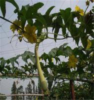 China PP UV Stabilized Plant Trellis Netting 1.5m x 10m for Climbing Vegetables Support for sale
