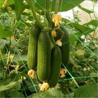 China PP UV Stabilized Plant Trellis Netting 1.5m x 10m for Climbing Vegetables Support for sale