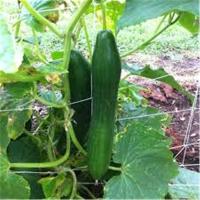 China PP UV Stabilized Plant Trellis Netting 1.5m x 10m for Climbing Vegetables Support for sale