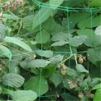China PP UV Stabilized Plant Trellis Netting 1.5m x 10m for Climbing Vegetables Support for sale