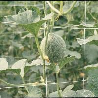 China PP UV Stabilized Plant Trellis Netting 1.5m x 10m for Climbing Vegetables Support for sale