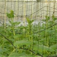 China Netting Garden Durable Nylon Trellis Net Support Climbing Plant Vine Support for sale