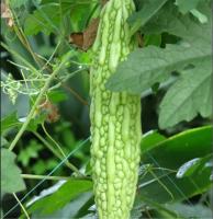 China Netting Garden Durable Nylon Trellis Net Support Climbing Plant Vine Support for sale