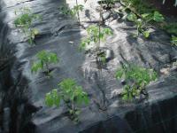 China 100% Virgin PP PE Black Weed Control Mat Anti-Grass Ground Cover Roll 70-130gsm 0.5-5.25m Width for sale