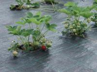 China 100% Virgin PP PE Black Weed Control Mat Anti-Grass Ground Cover Roll 70-130gsm 0.5-5.25m Width for sale