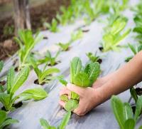 China 100% Virgin PP PE Black Weed Control Mat Anti-Grass Ground Cover Roll 70-130gsm 0.5-5.25m Width for sale