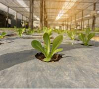 China 100% Virgin PP PE Black Weed Control Mat Anti-Grass Ground Cover Roll 70-130gsm 0.5-5.25m Width for sale