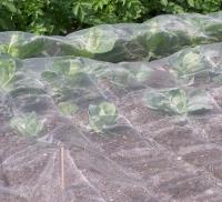 China HDPE Anti Insect Net 40 50 Mesh 45g 60g 70g Agricultural Insect Repellent Protection Net for sale