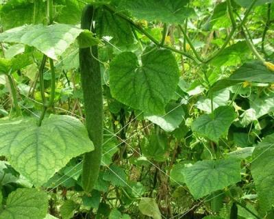 China UV Stabilized Pea and Bean Trellis Netting 1m x 50m HDPE Plant Support Mesh for sale