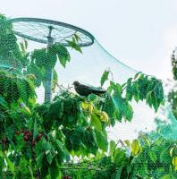 China HDPE Anti Bird Netting 20g/m2 1m-16m Width UV Stabilized Plant Protection Mesh for sale