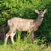 China Plastic Deer Fence Netting Garden Mesh Fencing 1.2m Height 20x20mm Mesh for sale