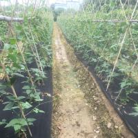 China PP woven weed mat 108gsm,1000rolls,Canada for sale