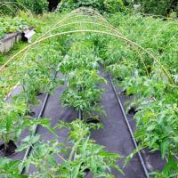 China Heavy Duty Woven Ground Cover Landscape Fabric PP Weed Barrier Mat 3x200 ft 90gsm for sale