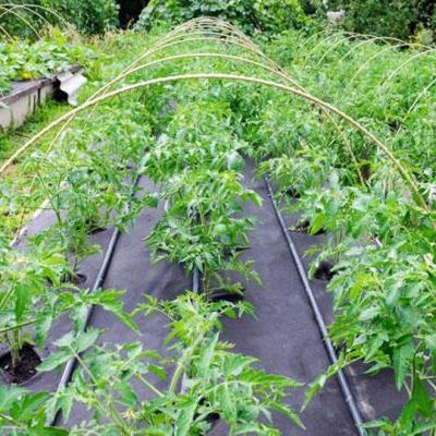 China Heavy Duty Woven Ground Cover Landscape Fabric PP Weed Barrier Mat 3x200 ft 90gsm for sale