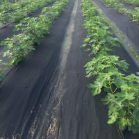 China PP Woven Weed Barrier Fabric 130gsm Heavy Duty Ground Cover Anti Weed Mat 3ft x 300ft for sale