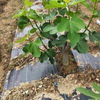 China PP Woven Weed Barrier Fabric 130g Heavy Duty Commercial Grade Garden Weed Mat 3ft x 300ft for sale