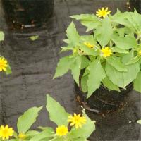 China PP Woven Weed Barrier Fabric 130g Heavy Duty Commercial Grade Garden Weed Mat 3ft x 300ft for sale