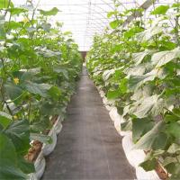 China 5oz Heavy Duty Weed Barrier Fabric 3ft x 300ft PP Woven Garden Landscape Mat for sale