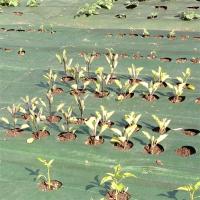 China 5oz Heavy Duty Weed Barrier Fabric 3ft x 300ft PP Woven Garden Landscape Mat for sale