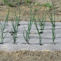 China 5oz Heavy Duty Weed Barrier Fabric 3ft x 300ft PP Woven Garden Landscape Mat for sale
