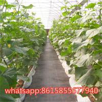 China 2022 new products  weed barrier for sale