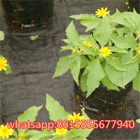 China PP Woven Landscape Fabric Weed Barrier Cloth 60gsm to 400gsm 0.5m to 6m Width for sale