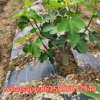 China PP Woven Weed Barrier Landscape Fabric 100gsm 1.6m Wide Ground Cover for sale
