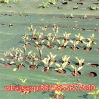 China Ground Cover- Weed Mat Manufacturer from China for sale
