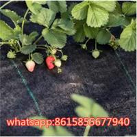 China PP Woven Weed Mat 60-400gsm Ground Cover Fabric for Garden Landscaping Weed Control for sale
