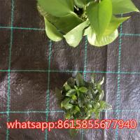 China Anti Weed Mat Black Mulch Polypropylene 100gsm Agriculture Farming Weed Barrier Fabric 1.6ft Width for sale