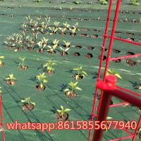 China Anti Weed Mat Black Mulch Polypropylene 100gsm Agriculture Farming Weed Barrier Fabric 1.6ft Width for sale