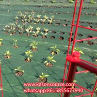 China PP Woven Weed Barrier Fabric 90gsm 1m x 50m UV Treated Ground Cover for Agriculture for sale