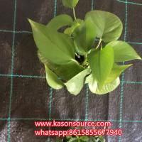 China PP Woven Weed Barrier Fabric Ground Cover 90gsm 1m Wide UV Treated for Agriculture for sale
