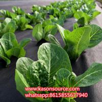 China PP Woven Weed Barrier Fabric 90gsm UV Treated Ground Cover for Horticulture for sale