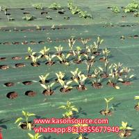 China PP Woven Weed Barrier Fabric 90gsm UV Treated Ground Cover for Horticulture for sale
