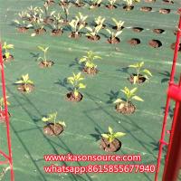 China PP Woven Anti Grass Weed Mat 90gsm 1m x 50m Ground Cover Fabric for Agriculture for sale