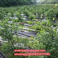 China PP Woven Anti Grass Weed Mat 90gsm 1m x 50m Ground Cover Fabric for Agriculture for sale