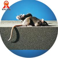 China High Performance Building Insulation Foam Glass Cellular Glass for sale