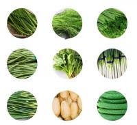 China Small Fruit Vegetable Processing Machine Multifunctional Green Onion Cutter for sale