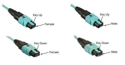 China OM3/OM4 MPO Connector Patch Cord 12 Fiber MPO Trunk Cable 8/12/24F MTP MPO Cable for sale