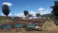 China Yirgacheffe Aricha Natural SOE for sale