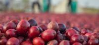 China Ethiopian Sidamo Natural Pour Over for sale