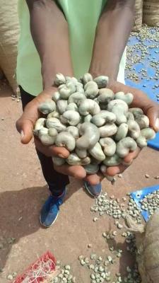 China Organic Roasted Cashew Nuts Rich Flavor Perfect Snack Ingredient Ideal Choice for Food Industry Applications for sale
