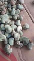 China Organic Roasted Cashew Nuts Rich Flavor Perfect Snack Ingredient Ideal Choice for Food Industry Applications for sale