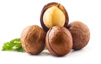 China Security Access Control Enforced Healthy Nuts Carefully Selected to Meet Nutritional Standards and Consumer Expectations for sale