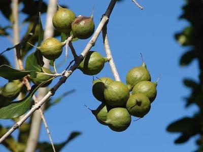China Forbidden Access Status Nutritious Nut Blend HTTP Protocol Developed for Snack Food Producers and Catering Businesses Offering Product for sale