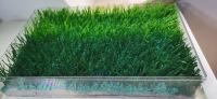 China SGS Certified 50mm Artificial Grass Lawn Synthetic Turf for Football Court Landscaping for sale